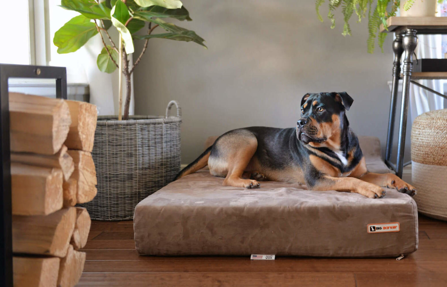 Wag Enabled | Hands-on Learning for Dog Owners